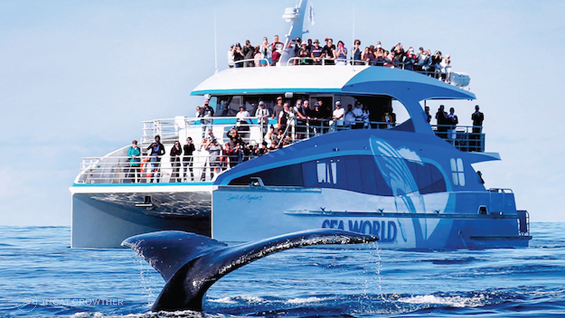 Australia's Most Advanced Most Advanced Whale Watching Vessel Operating ...